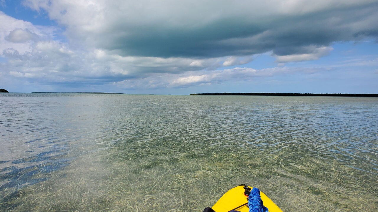Everglades National Park Kayaking | Guided Mangrove & Wildlife Tour